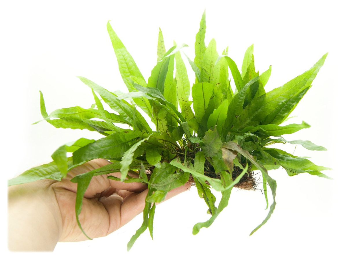 Microsorum Pteropus na macie kokosowej "XL" Sklep Akwarystyczny.EU